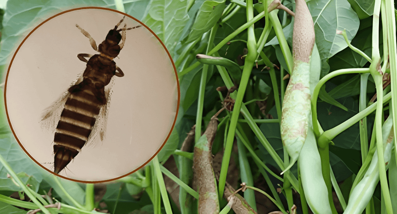 Instituto de Ciencia y Tecnología Agrícolas ICTA